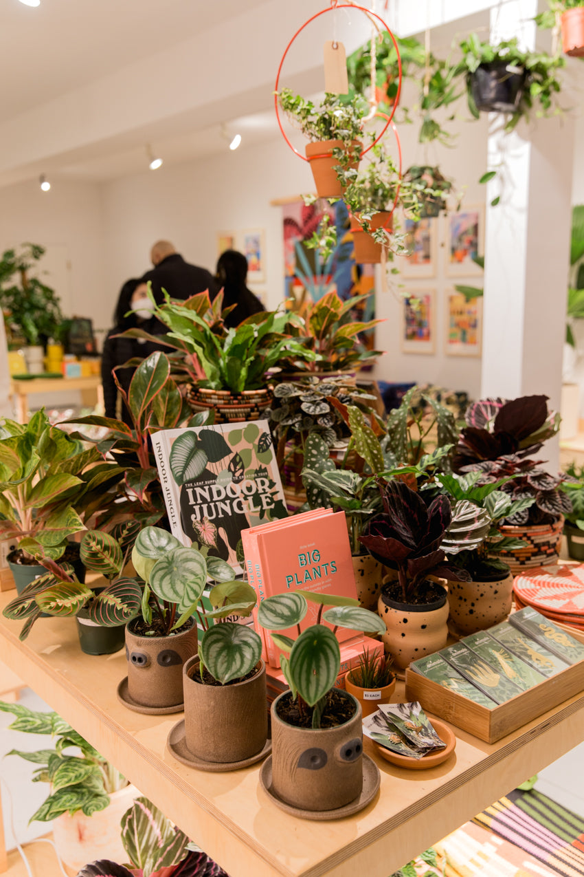 It's Official! Our plant store is OPEN! - Rare Device